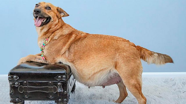 Realizan sesión de fotos a tres perritas embarazadas para promover su ...