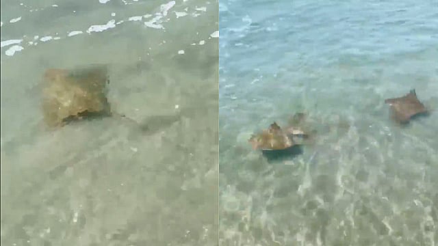 Mantarrayas y peces nadan a la orilla en playas de Acapulco