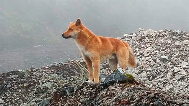 Perro cantor de Nueva Guinea reaparece; se creía extinto desde hace 50 años