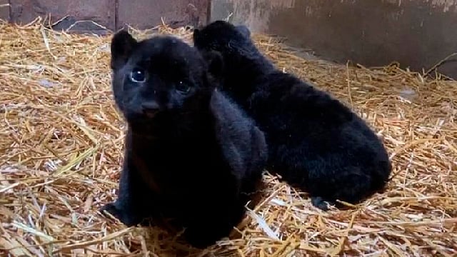 Nacen dos jaguares melánicos en el Zoológico de Morelia [Video]