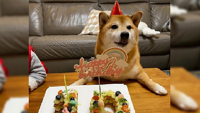 Balltze, el perro protagonista de famoso meme viral cumple años