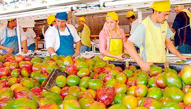 Exportar más de 84 mil toneladas de mango, meta 2021: Sedrua