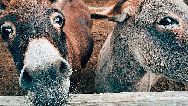 Crean nueva raza de burros en México; es más grande y fuerte