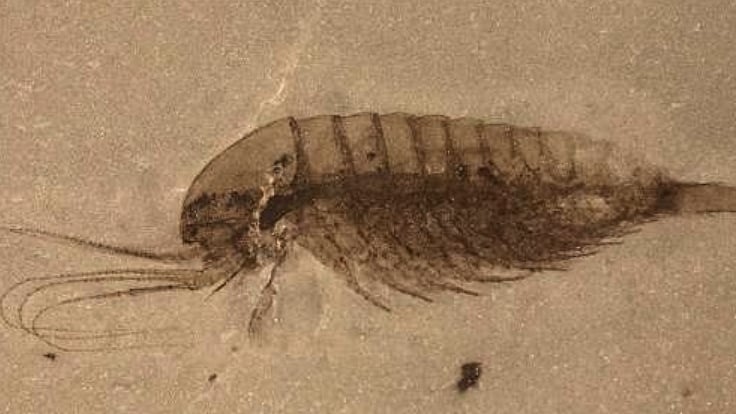 518 million years old fossils with soft tissues well-preserved found in ...