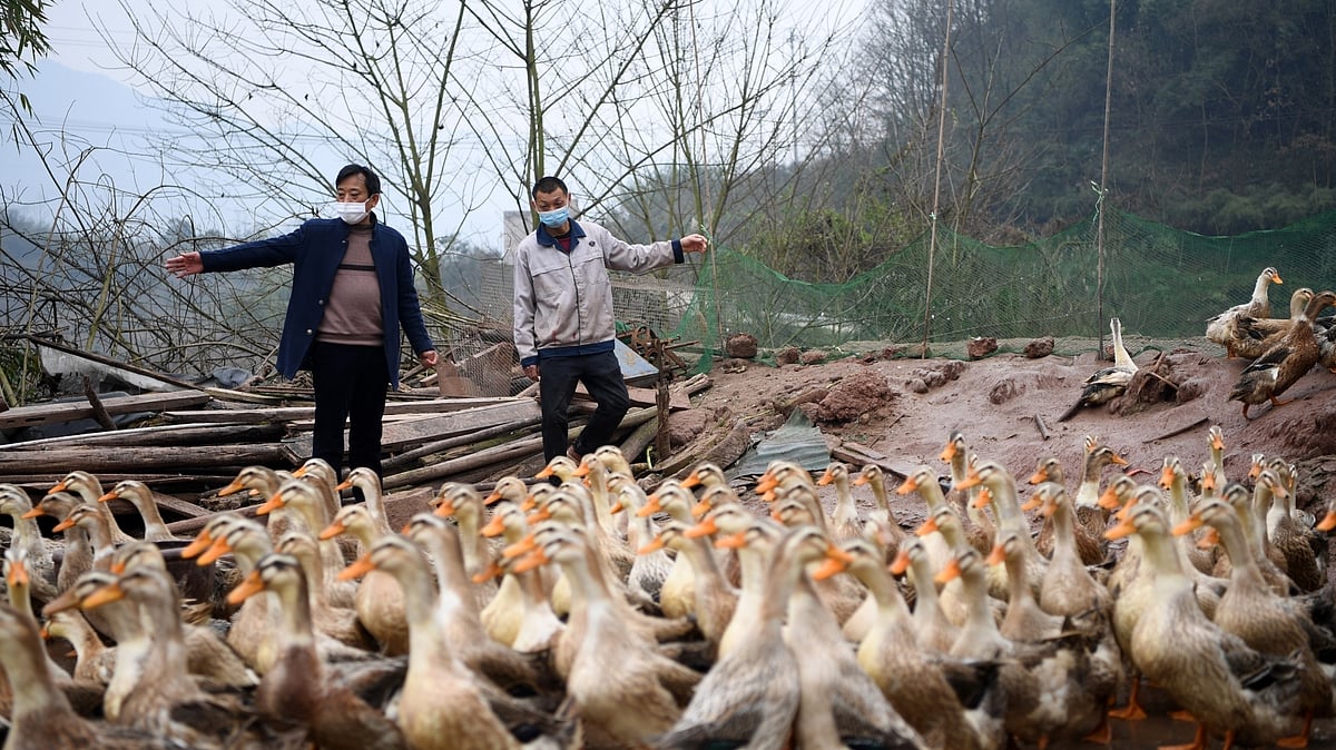 Chinese ducks to tackle Pak locust mess, Tweeple abuzz