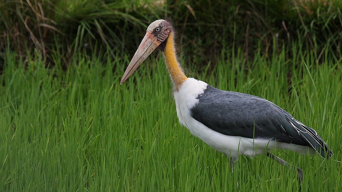 Earth Day: Lesser adjutant stork multiplying in fields, says Ornithologist