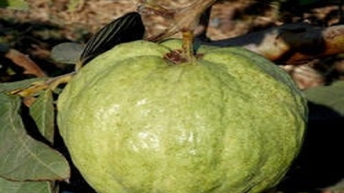 Guava roots can help fight diabetes: Research