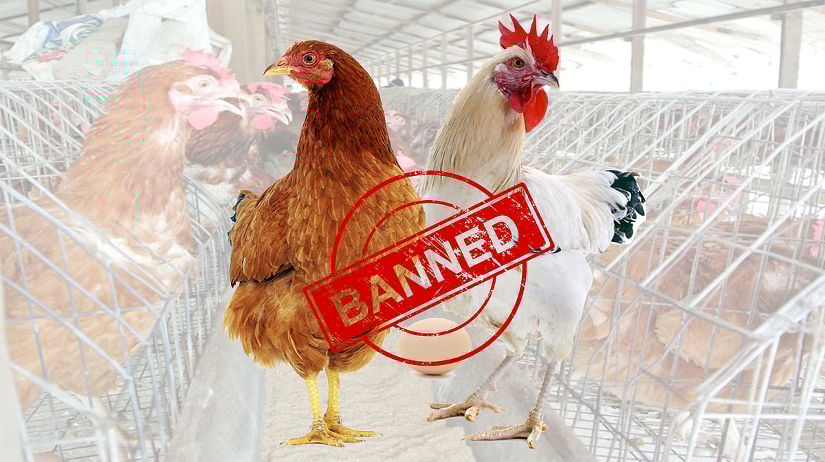 Union cabinet approves ban on chicken