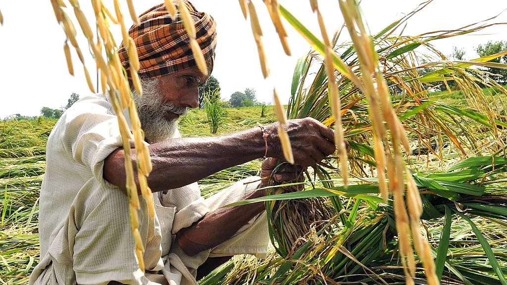 Pollution woes: Face task of handling 20 mn tons of paddy straw, Punjab ...
