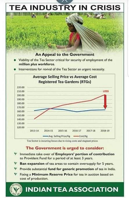 Tea industry in crisis with rising cost, stagnant price, Plantation ...