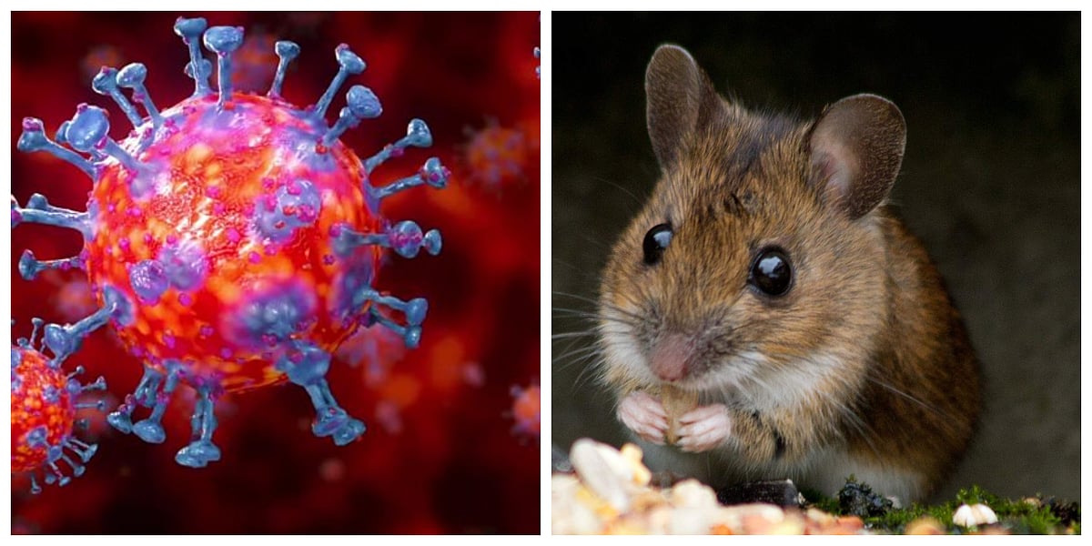 Potential vaccine for COVID-19 generates immunity in mice: Study