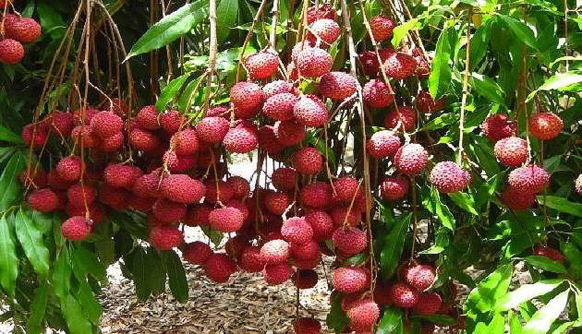 Londoners to taste royal Bihar litchi as farmers go ‘global’