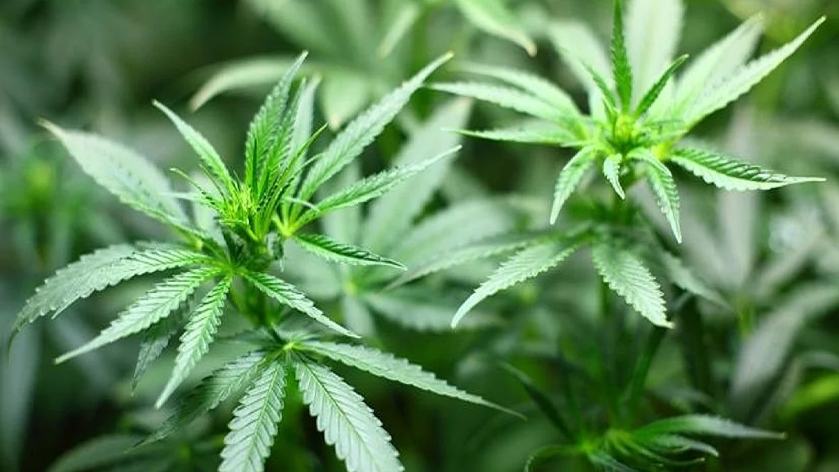 Goa govt gives nod for ganja cultivation, draws flak from opposition