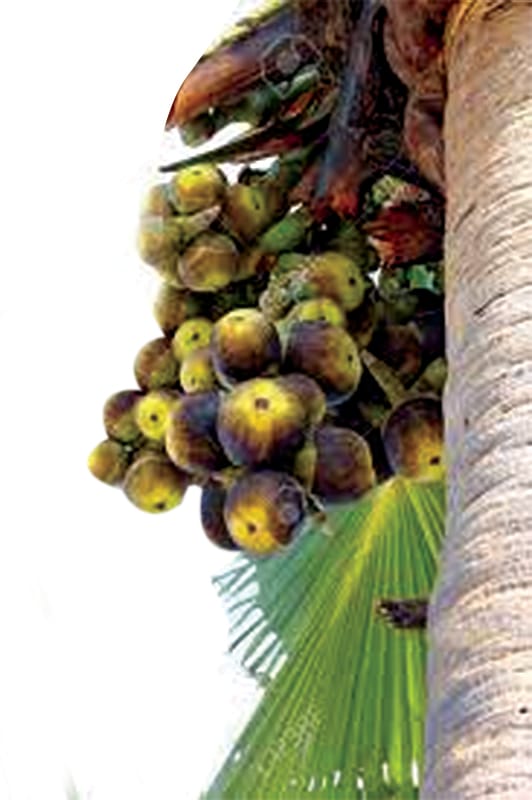 Food Katha: Asava or Arrack