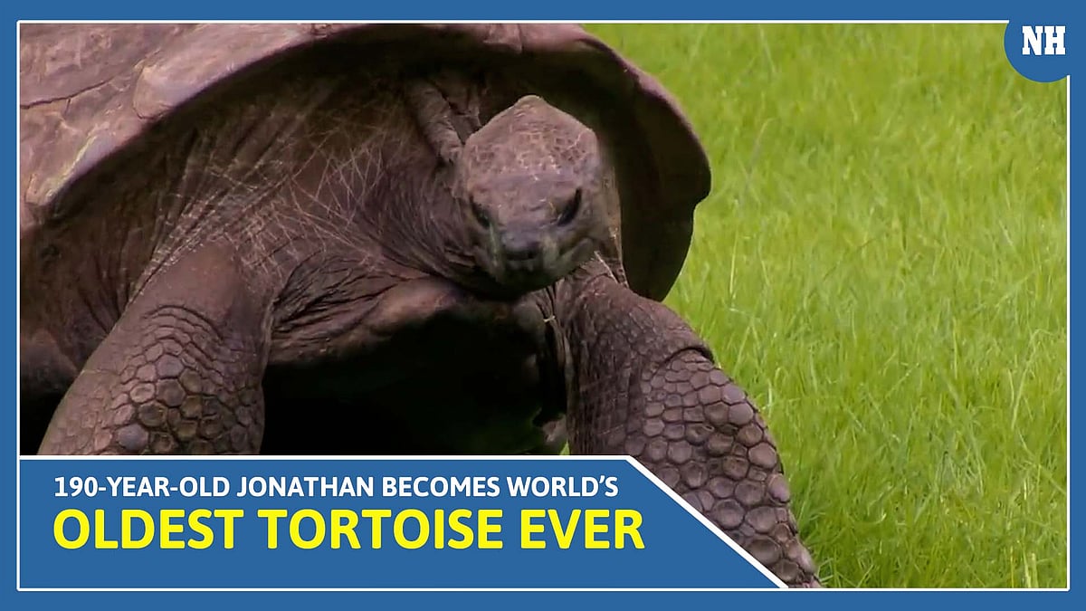 190-Year-Old Jonathan becomes world’s oldest tortoise ever, earns ...