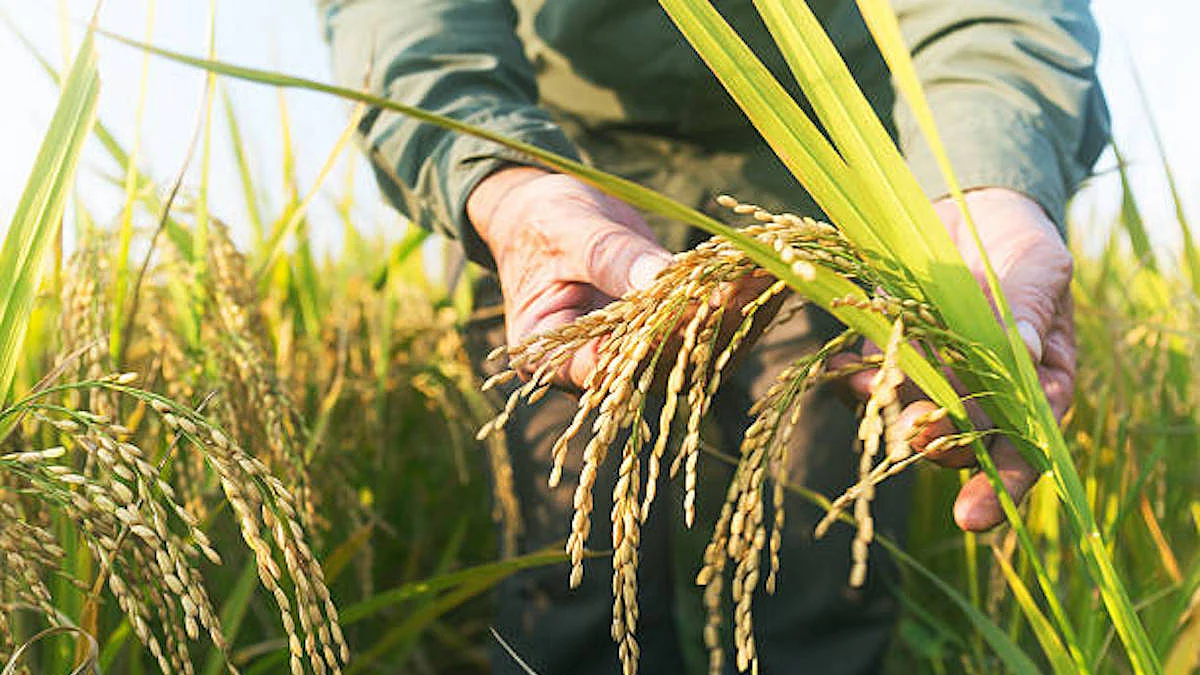 A viral disease behind stunting of paddy plants in Punjab: PAU