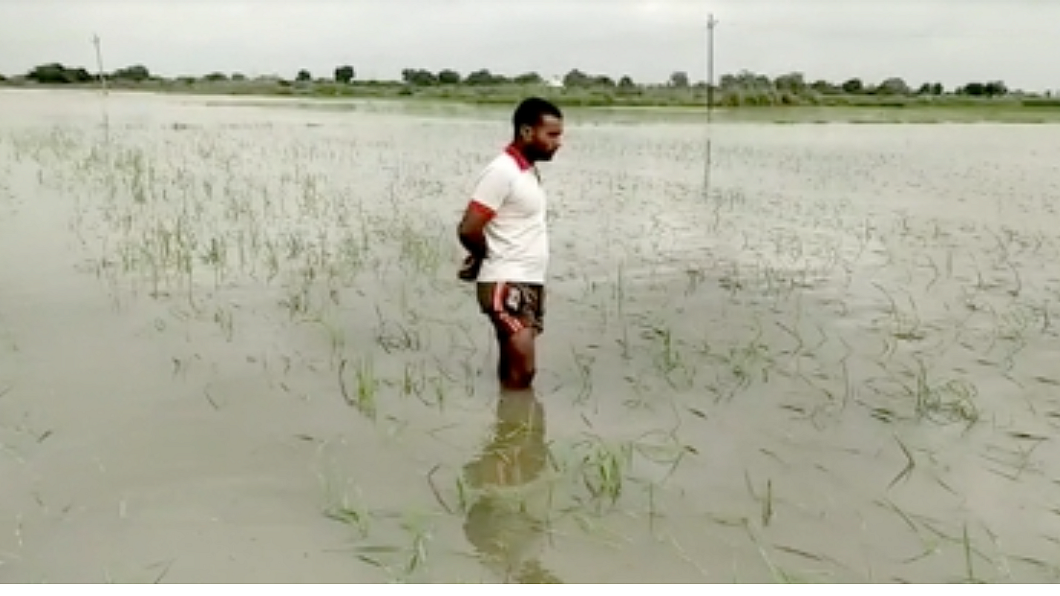 UP farmers want reassessment of crop loss due to rain