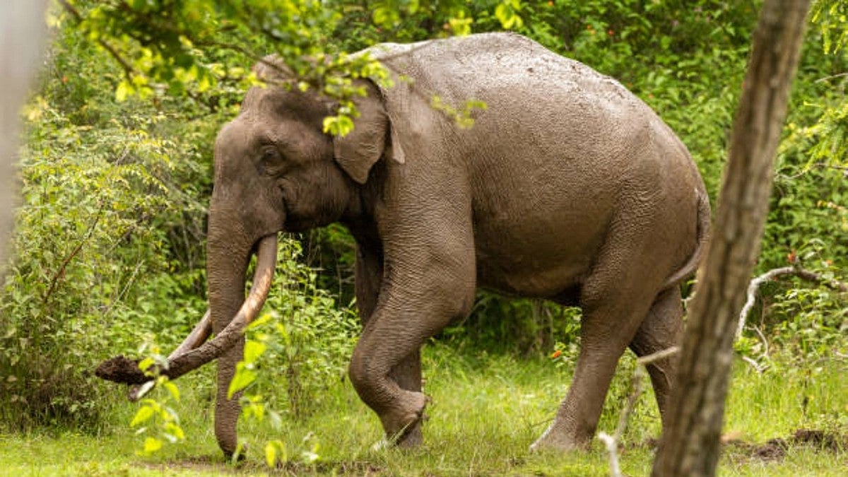 Human-elephant conflict claims 118 lives since 2022 in Assam