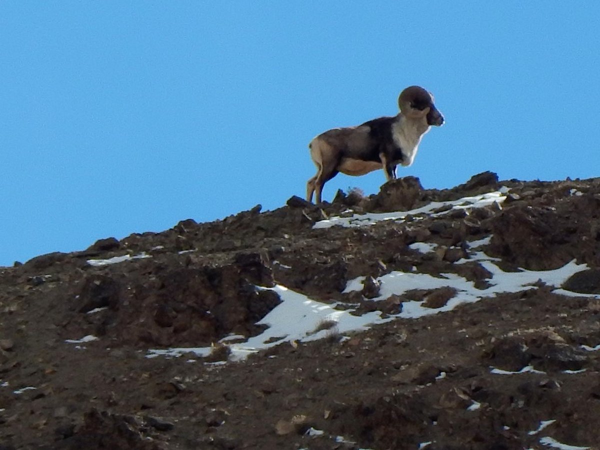 Status of the Tibetan Argali
