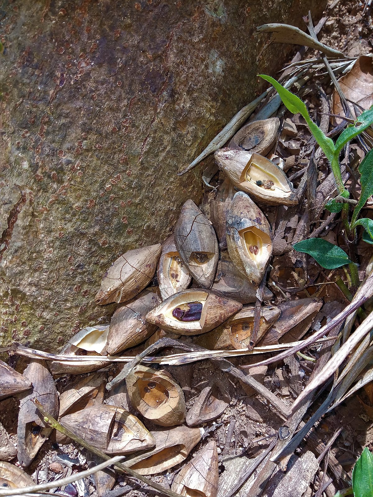 Seed fates of four rainforest tree species in the fragmented forests of ...