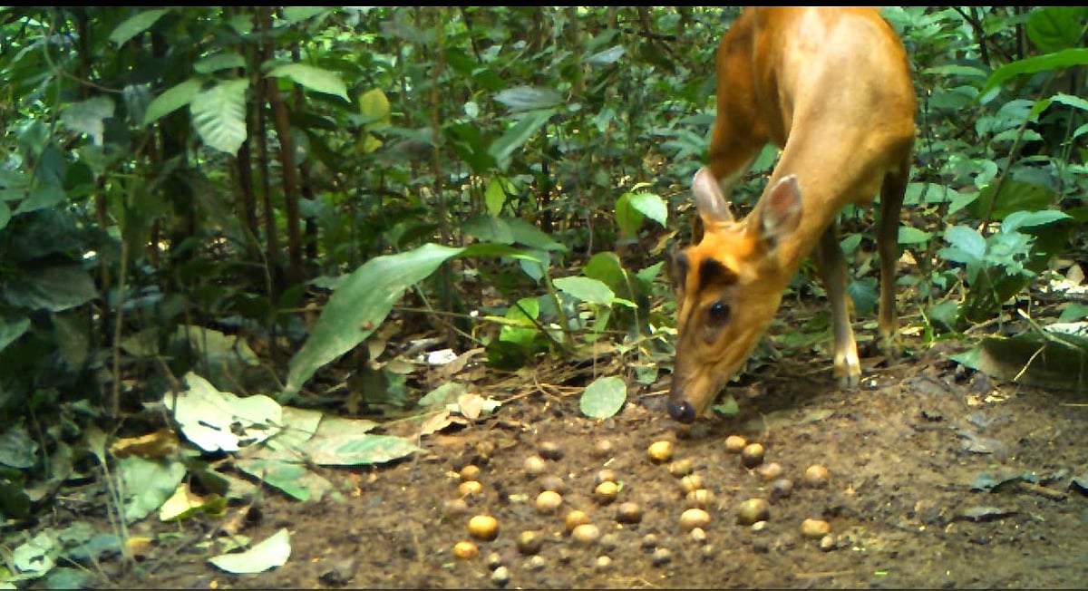 Mammal seed dispersal project