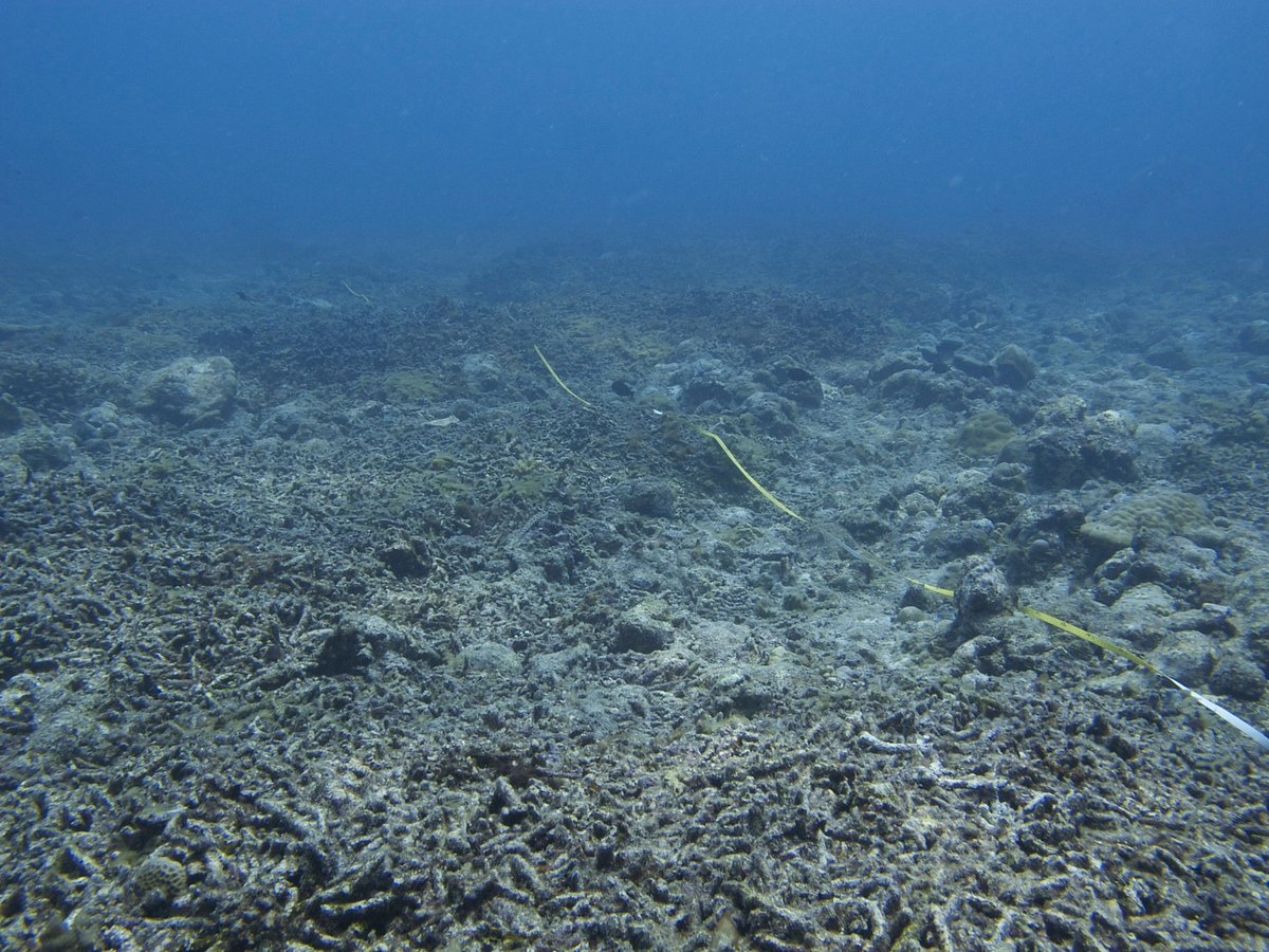 Reef and reef fish responses to climate change induced disturbances