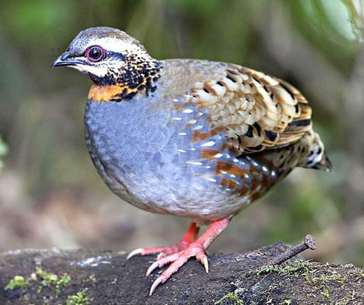 How the tangkung lost its tail