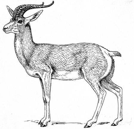 Gowa of Ladakh!