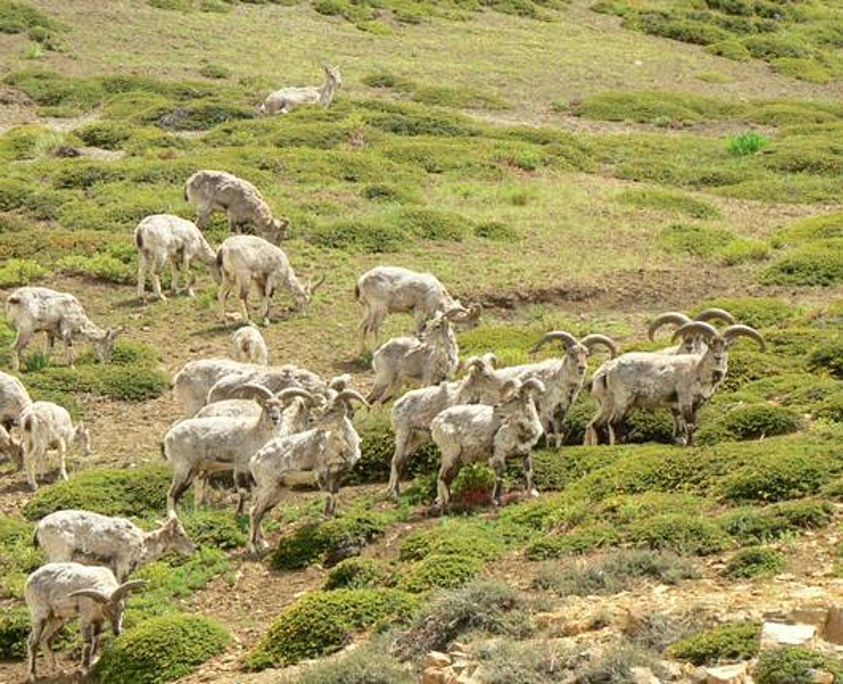 The sheep that isn’t