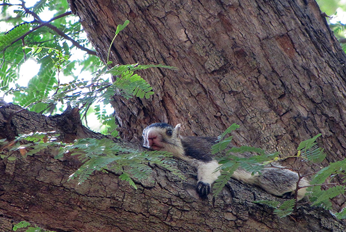 The fall of a squirrel