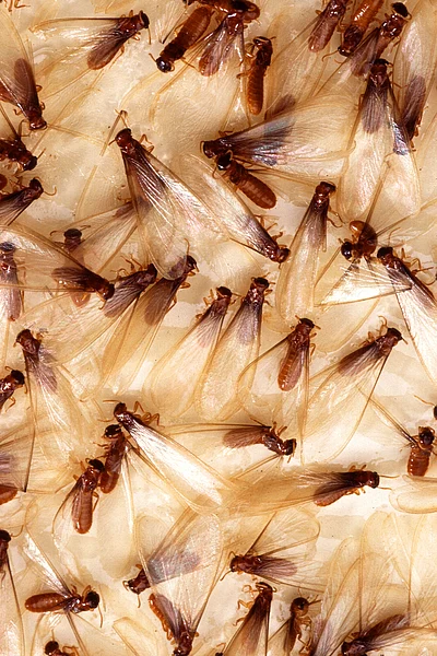 Winged Termites