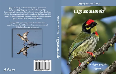 Kuruvi Bird