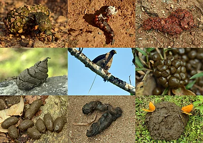 Animal Poop Identification