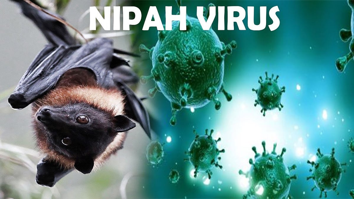 What is Nipah? How Kerala is dealing with the deadly virus?