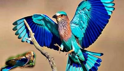 Dussehra Tradition: Why Sighting a "Pala Pitta" is Considered Auspicious?