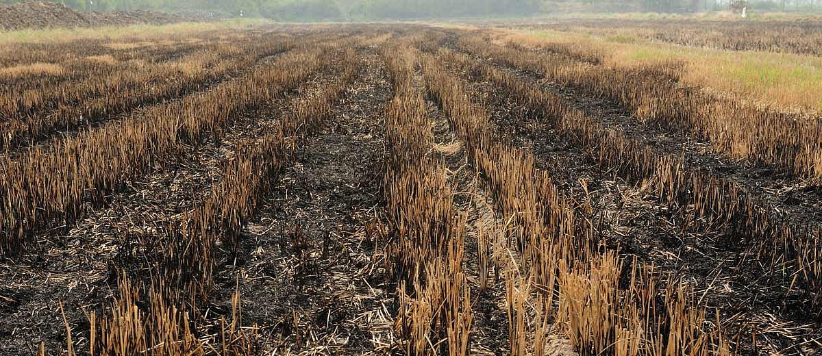 Breathless in North India Crop Fires in Punjab and Haryana
