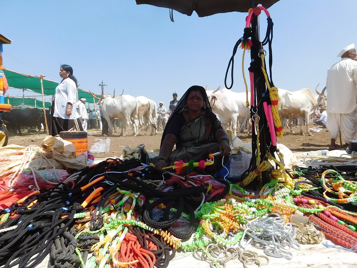 Can bullock-cart racing swing elections in Maharashtra’s Shirur ...
