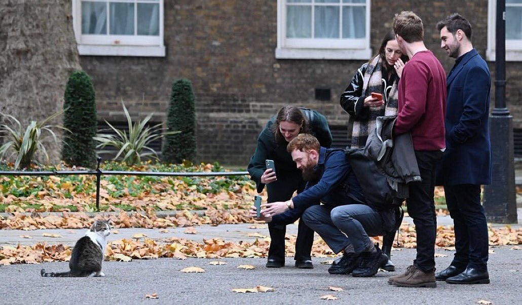 Amazon Snake Cat : இணையத்தை அதிரவைத்த புகைப்படம் - உண்மையா? | Serpens ...