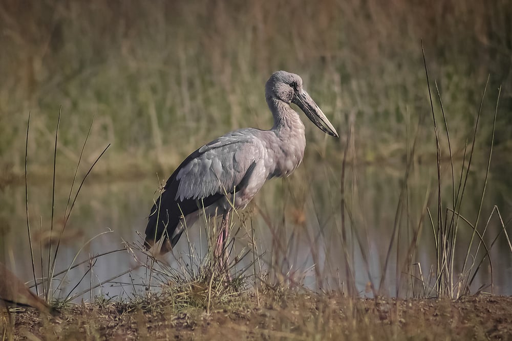 Wings of Wonder: Birdwatching At Sirpur Lake In Indore