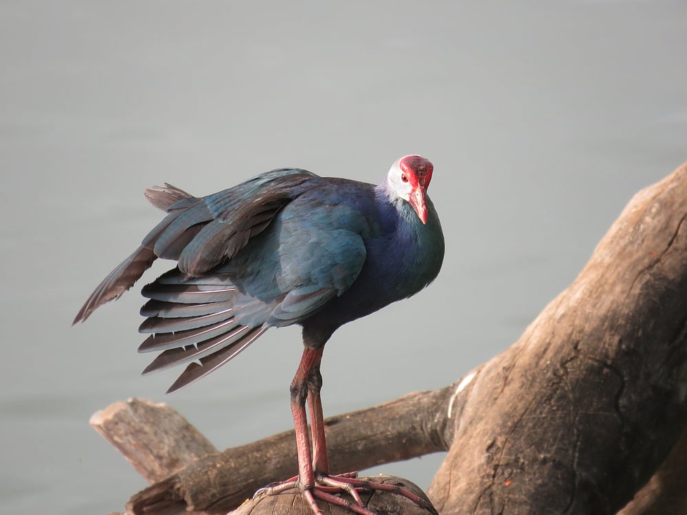 Wings of Wonder: Birdwatching At Sirpur Lake In Indore