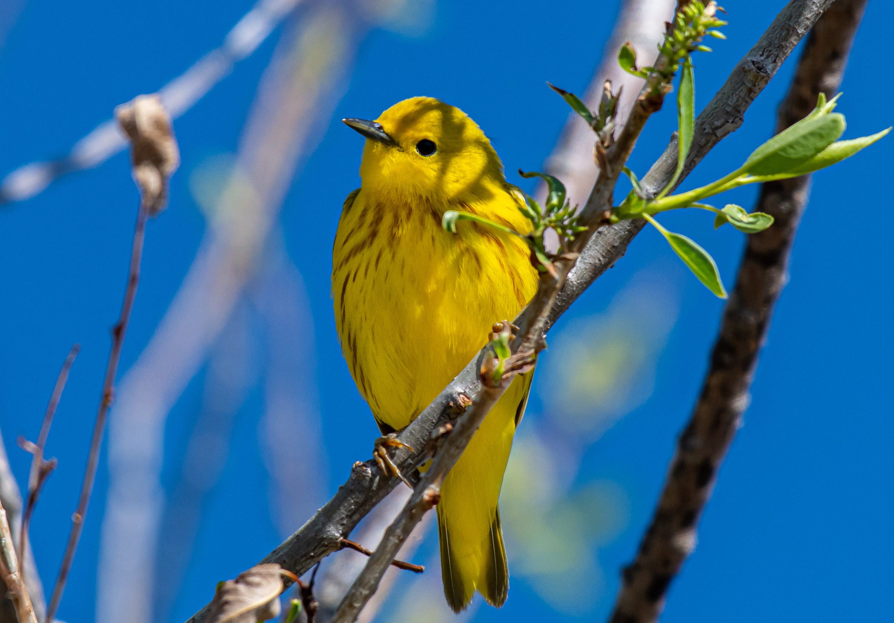 10 Most Beautiful Birds In India And Where To Spot Them