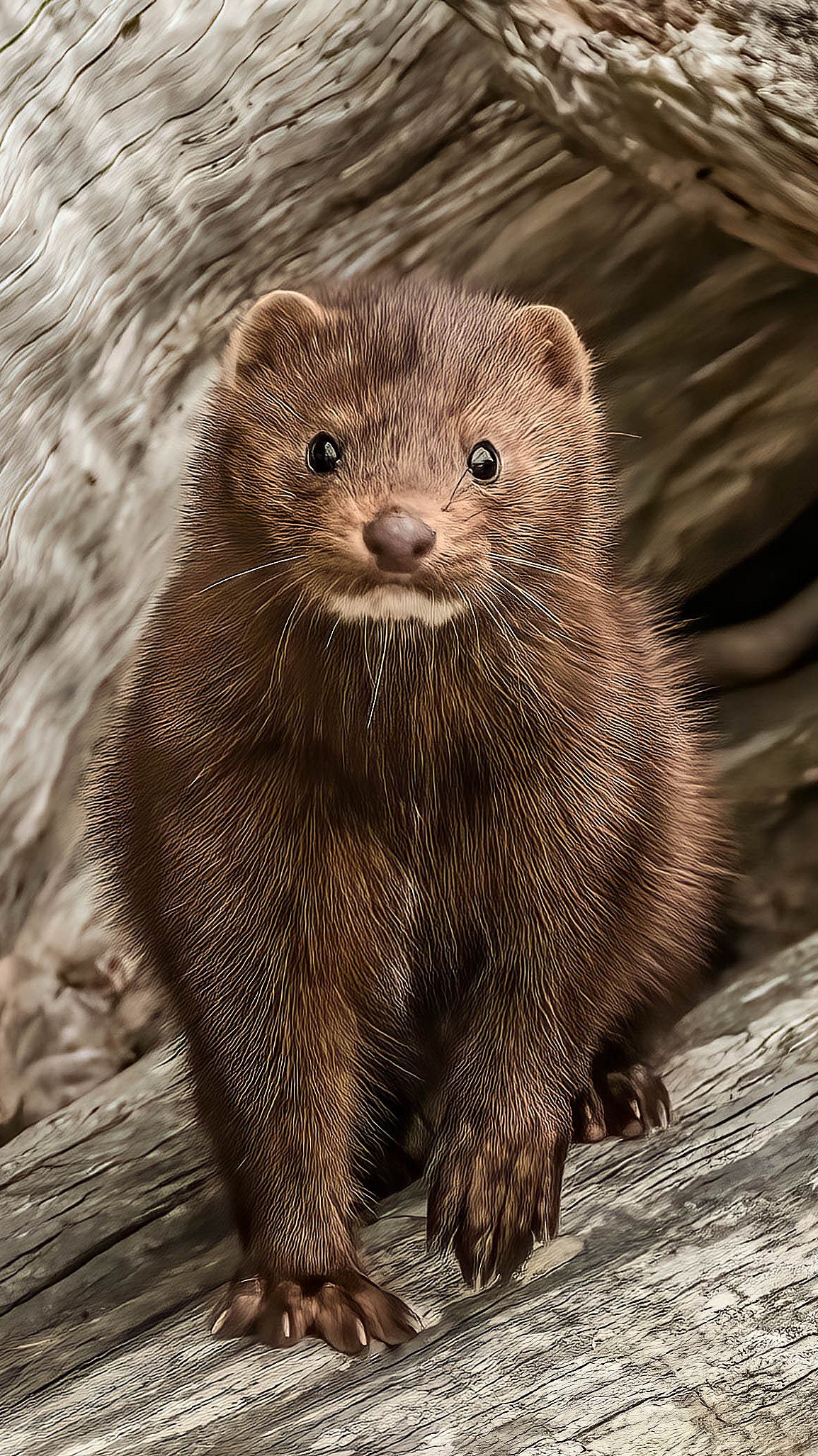 Mink Animal Cute