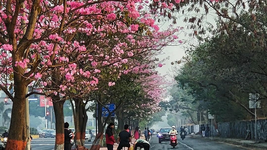 A Spectacle Of Pink: Places To Enjoy Cherry Blossoms In India