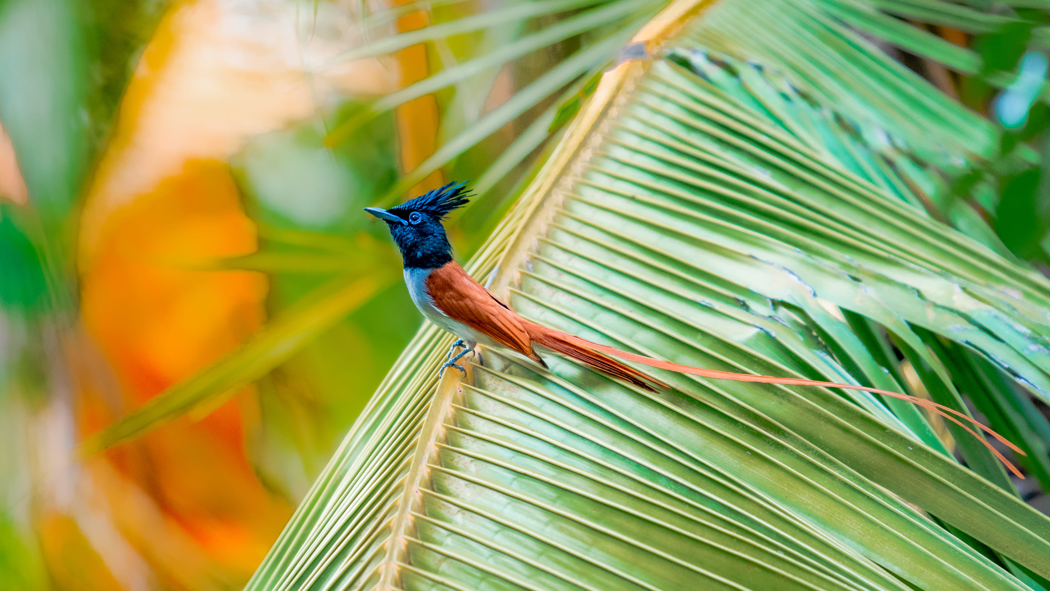 10 Places To Spot Migratory Birds In India