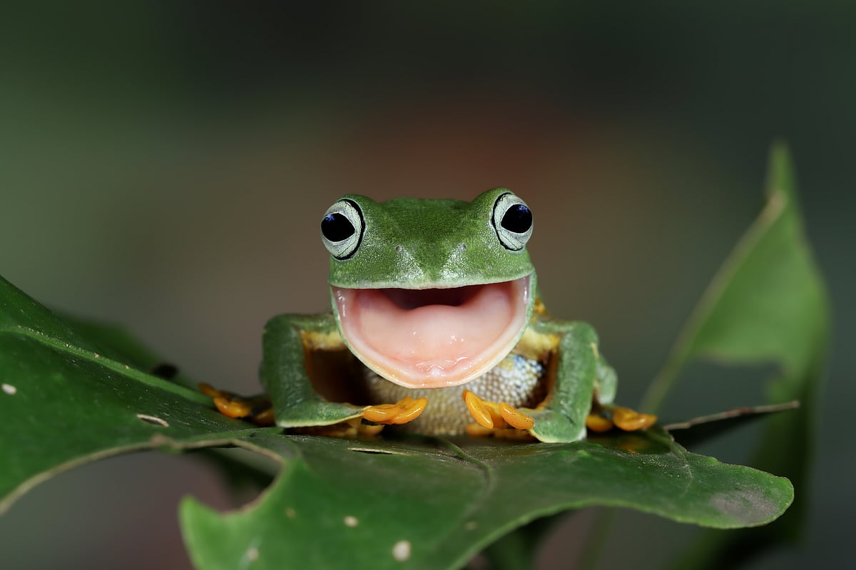 10 Of The Most Incredible Frogs In The World