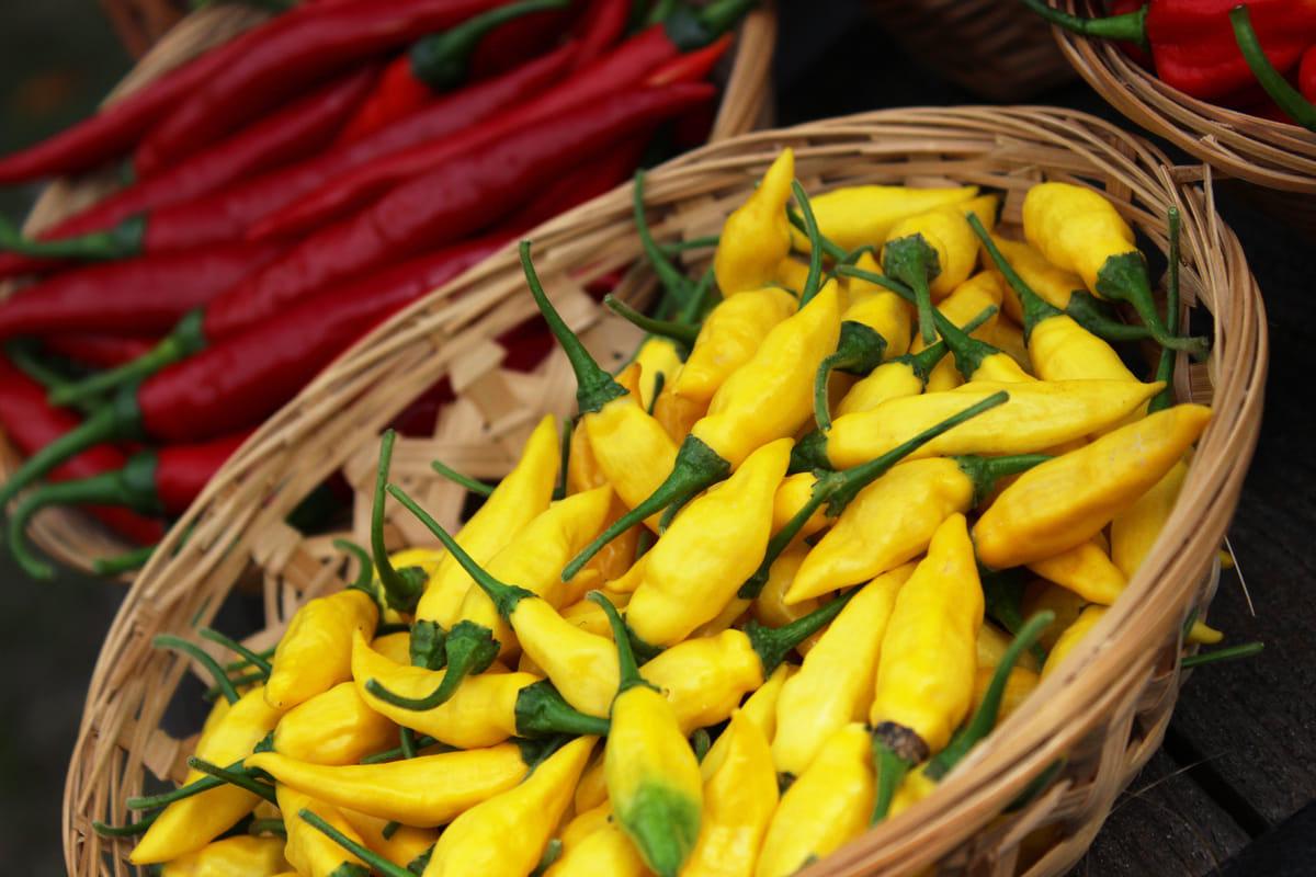 Meet The Hottest New Chilli Pepper In The World