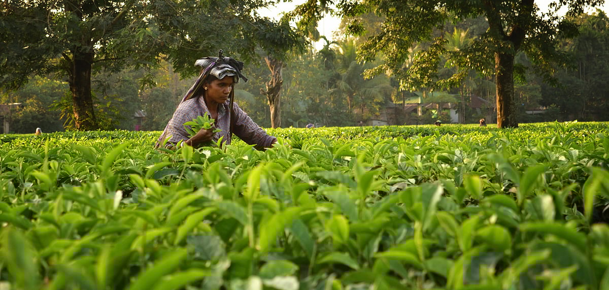 5 Stunning Places In Dooars To Add To Your Travel Bucket List