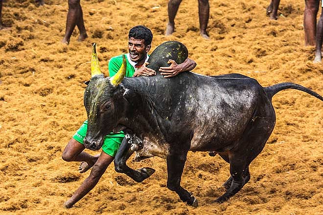 India's own bullfight