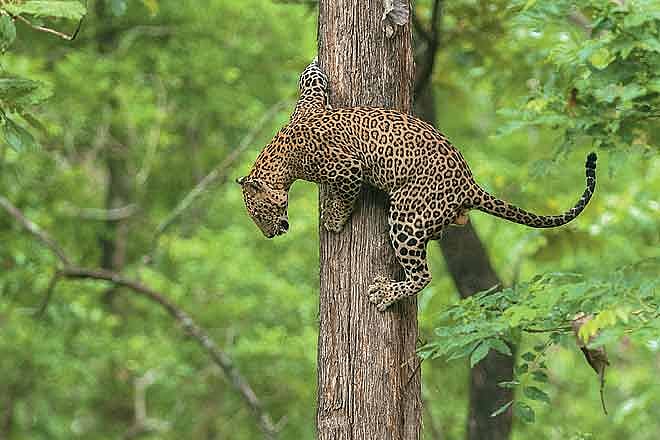 Top 10 ways to explore wildlife in Karnataka