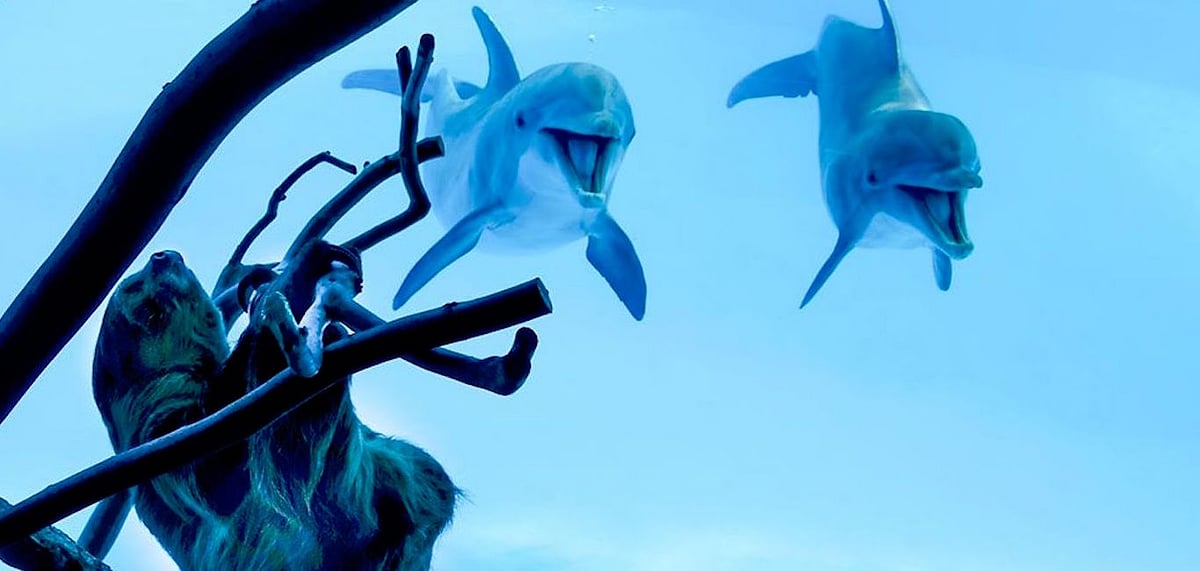 Watch Aquarium Dolphins Get Excited on Meeting a Sloth